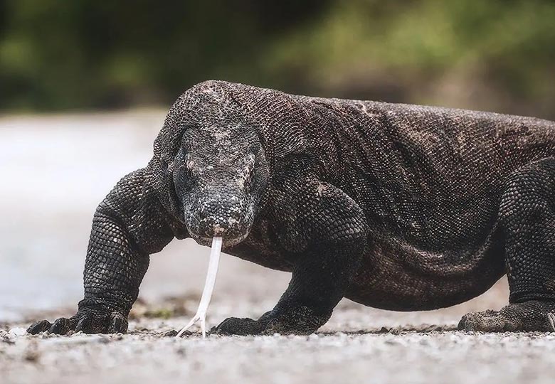5 Best Komodo Island Tour Packages | Komodo Tour Packages